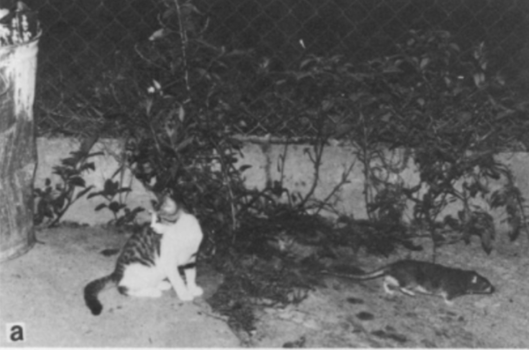 No, Chicago, Feral Cats Don’t Control Rats – Travis Longcore