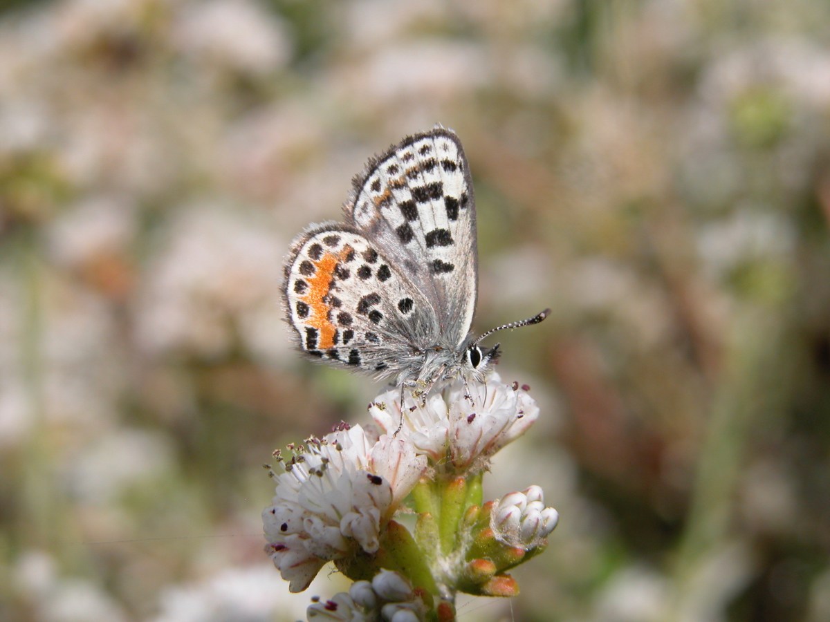 El Segundo Blue is a full species – Travis Longcore
