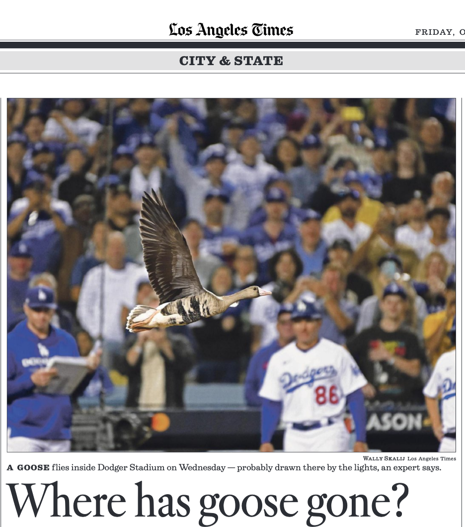 Goose in the Lights – Travis Longcore