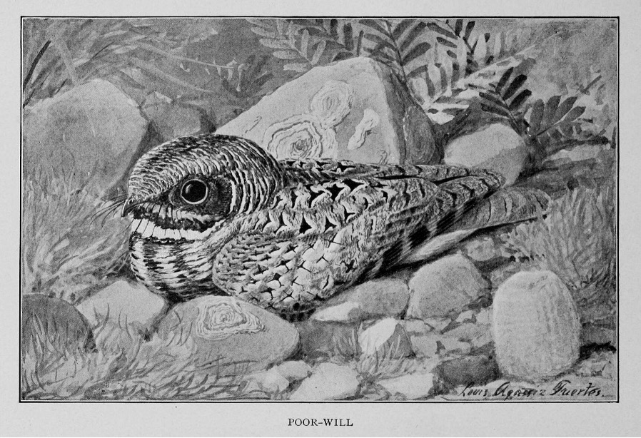 Encounter with a Common Poorwill – Travis Longcore